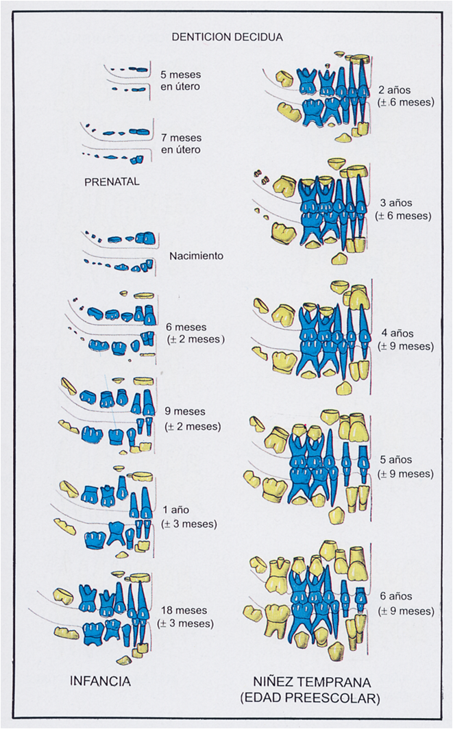 Secuencia de Erupción Dentaria | Odontoblog
