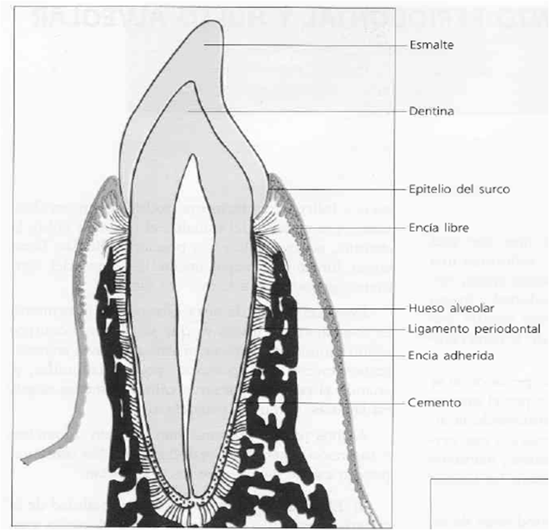 OdontoBlog » Blog Archive » Cemento